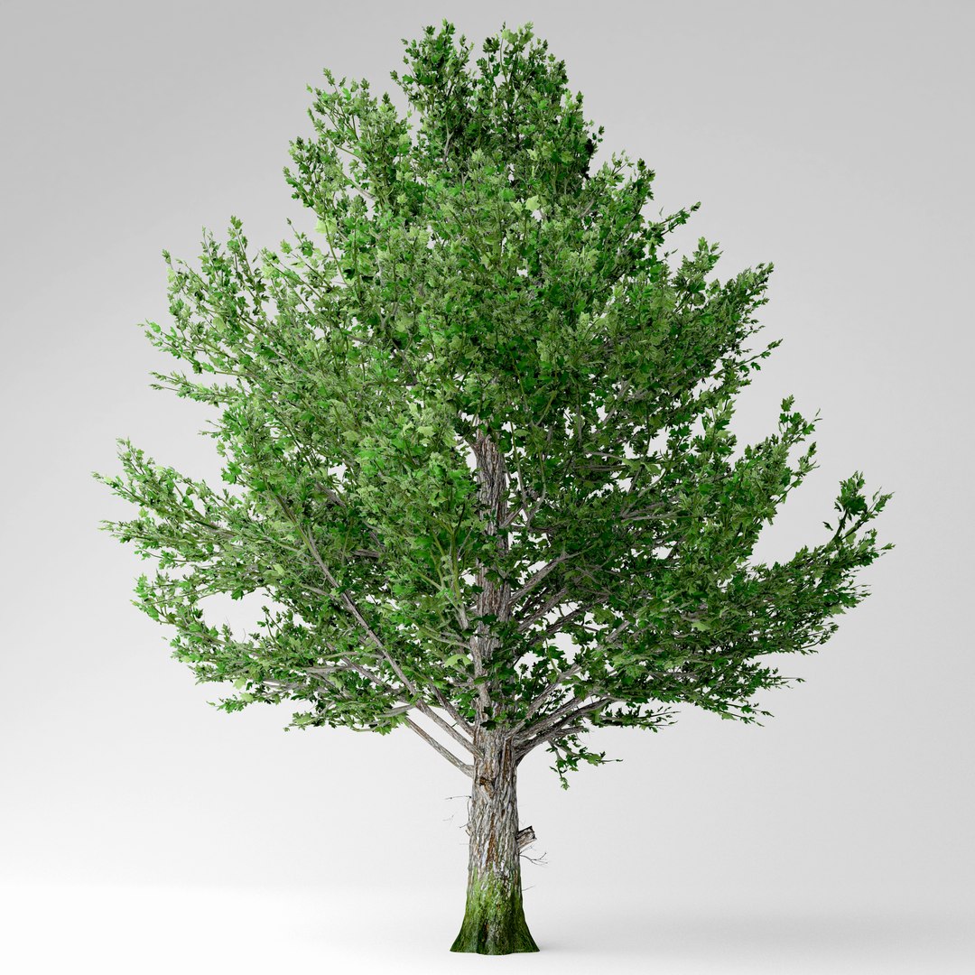 3D Sugar Maple Tree - TurboSquid 1559394