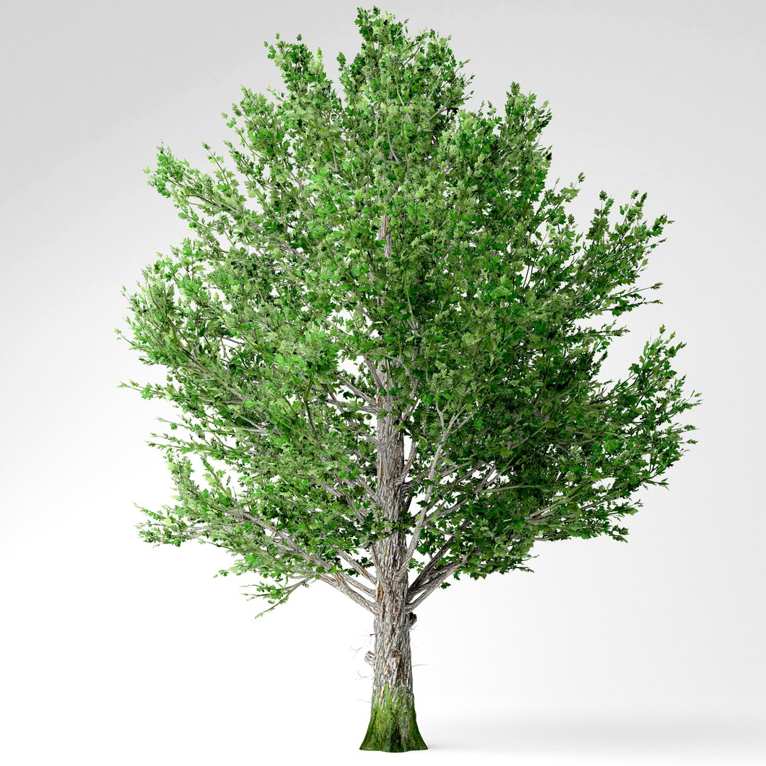 3D Sugar Maple Tree - TurboSquid 1559394