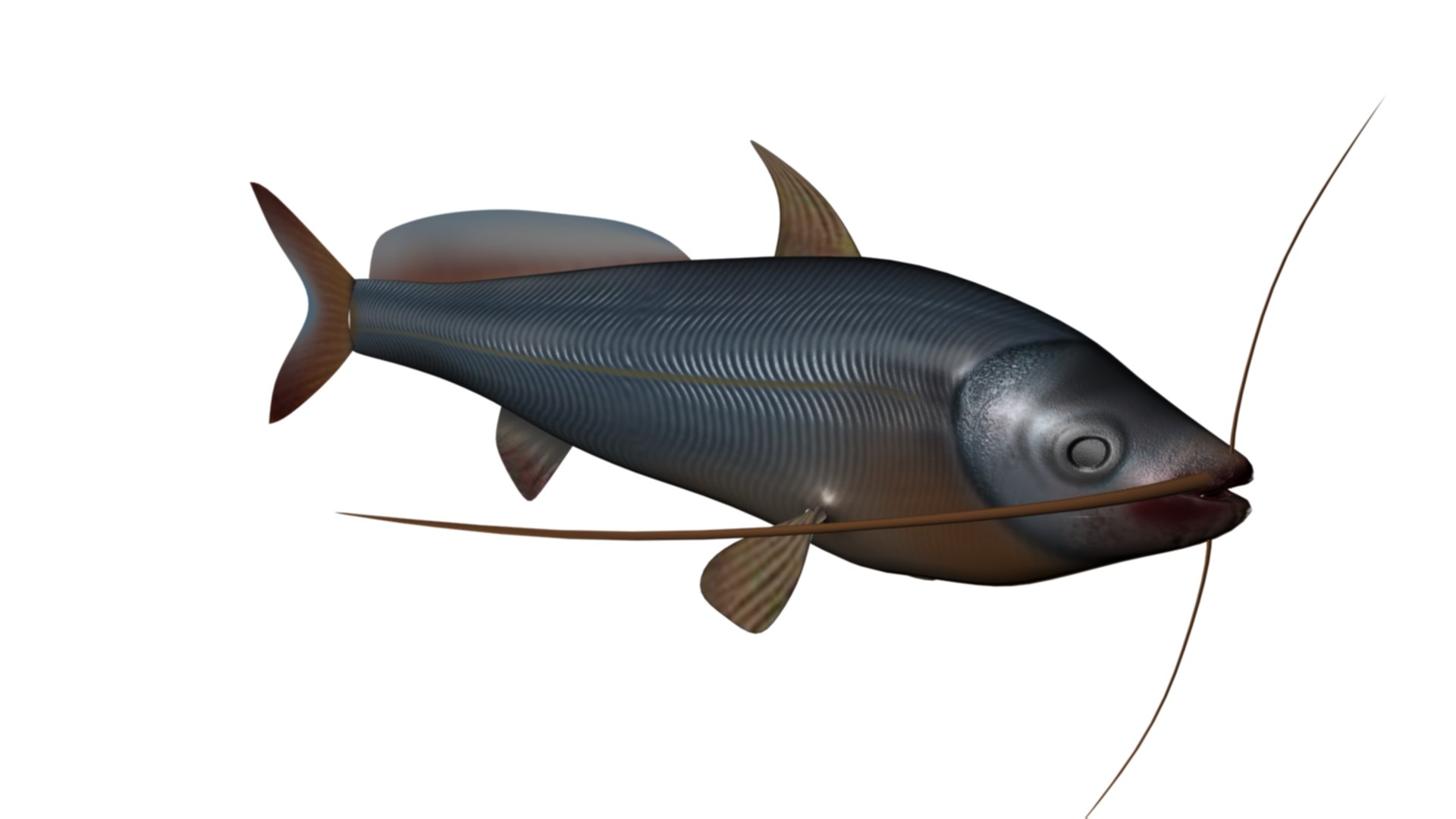 Catfish Gulsha 3D Model - TurboSquid 2046515