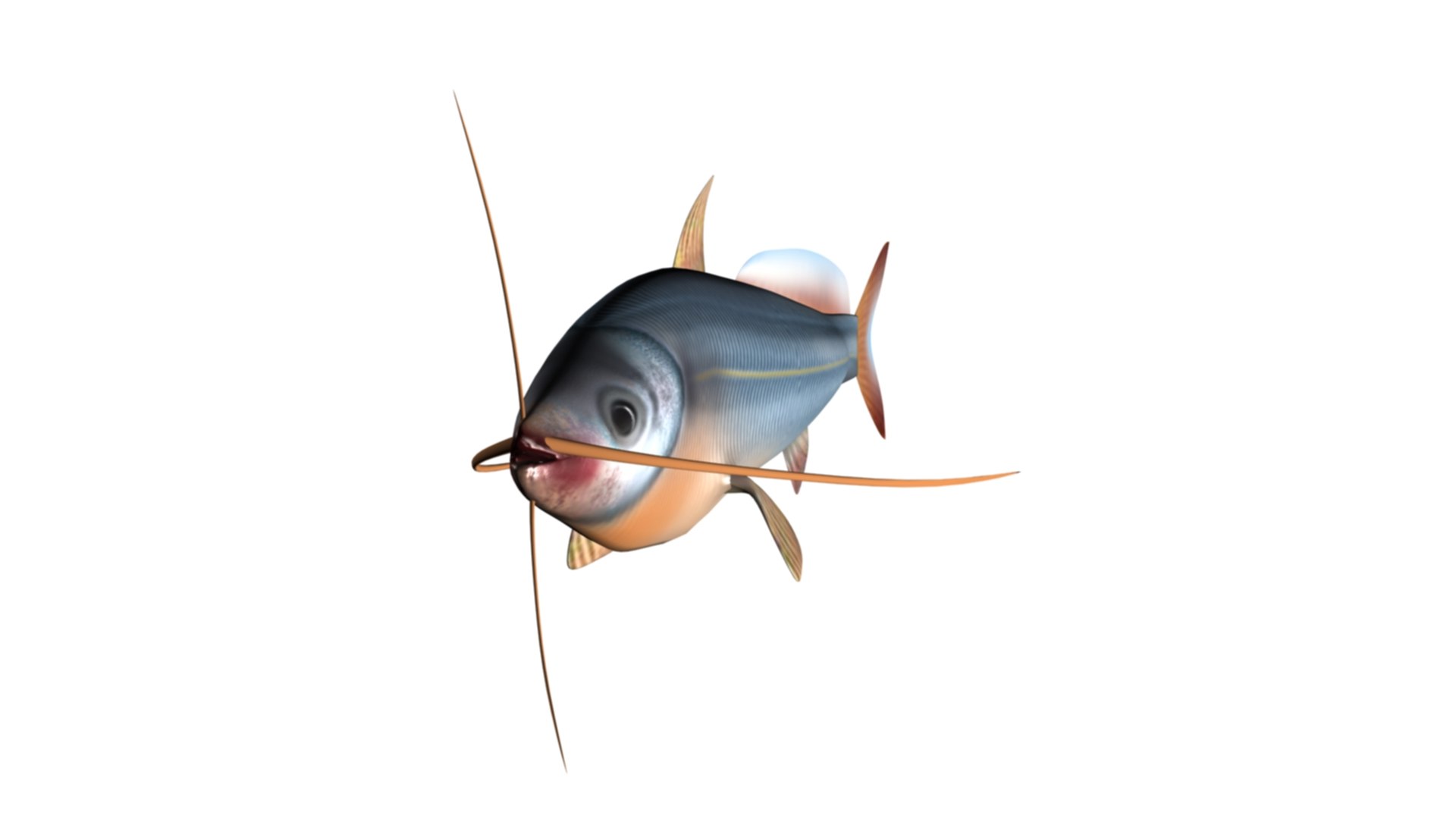 Catfish Gulsha 3D Model - TurboSquid 2046515