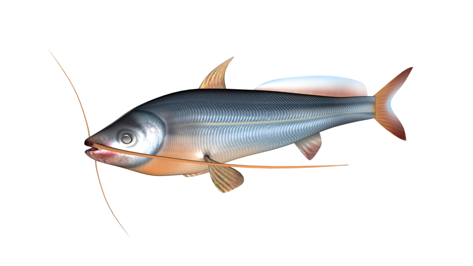 Catfish Gulsha 3D Model - TurboSquid 2046515