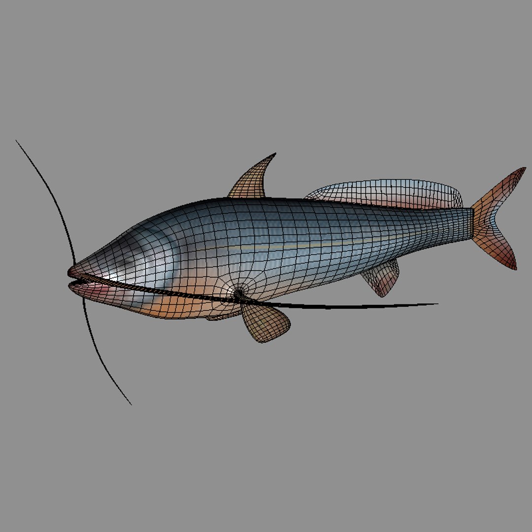 Catfish Gulsha 3D Model - TurboSquid 2046515