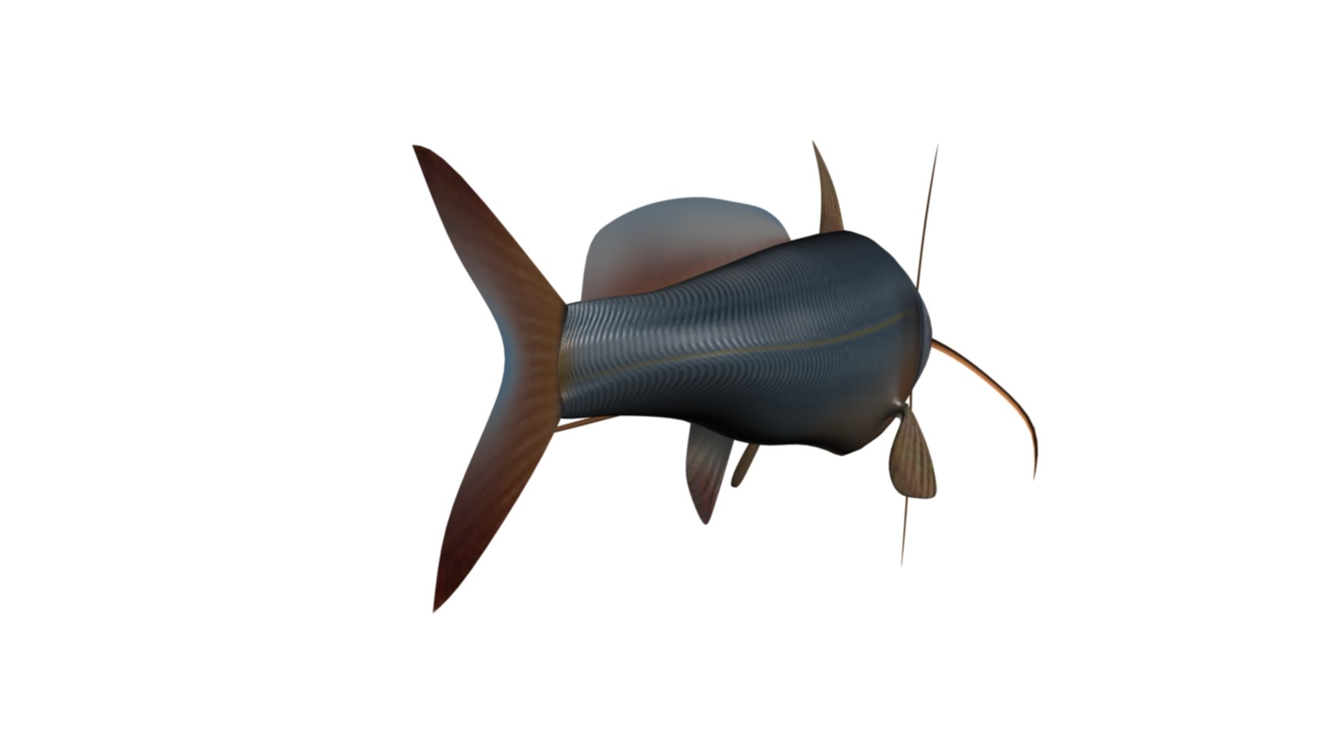 Catfish Gulsha 3D Model - TurboSquid 2046515