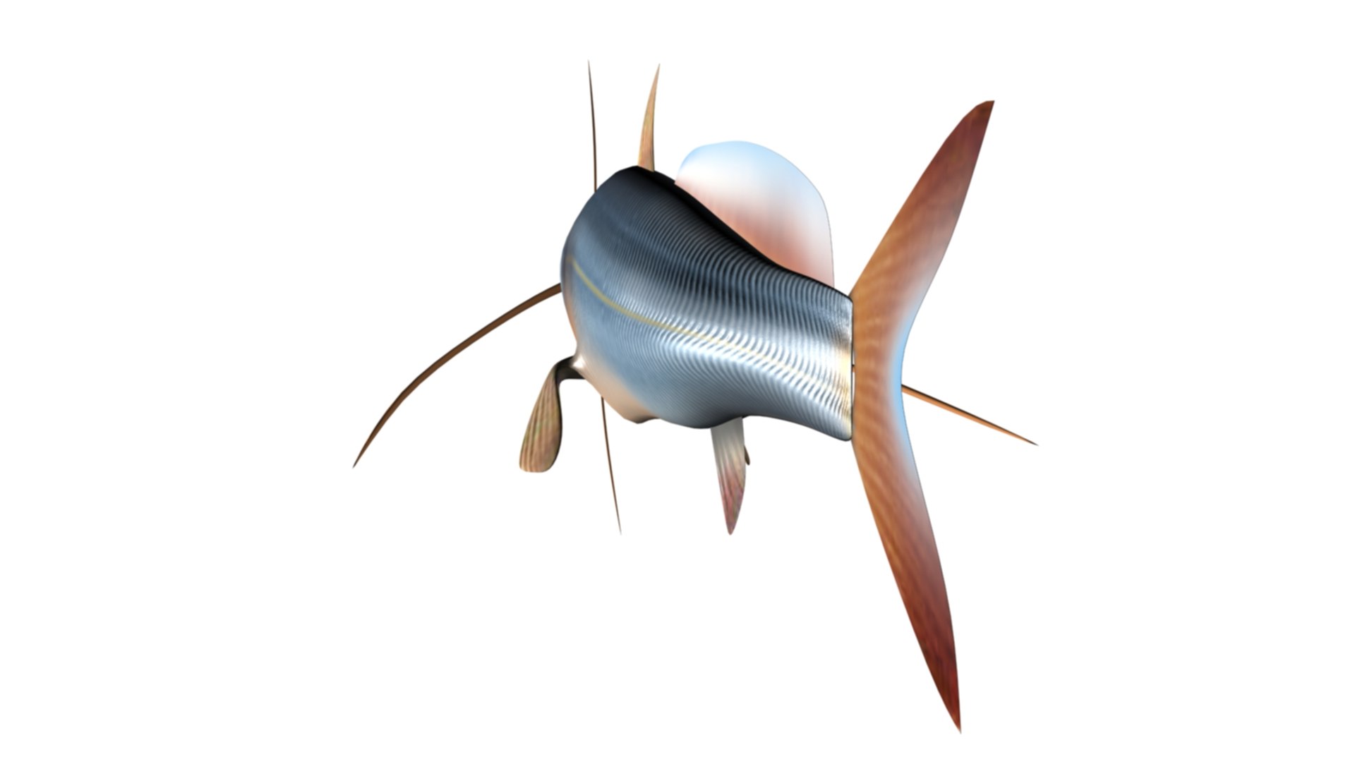 Catfish Gulsha 3D Model - TurboSquid 2046515