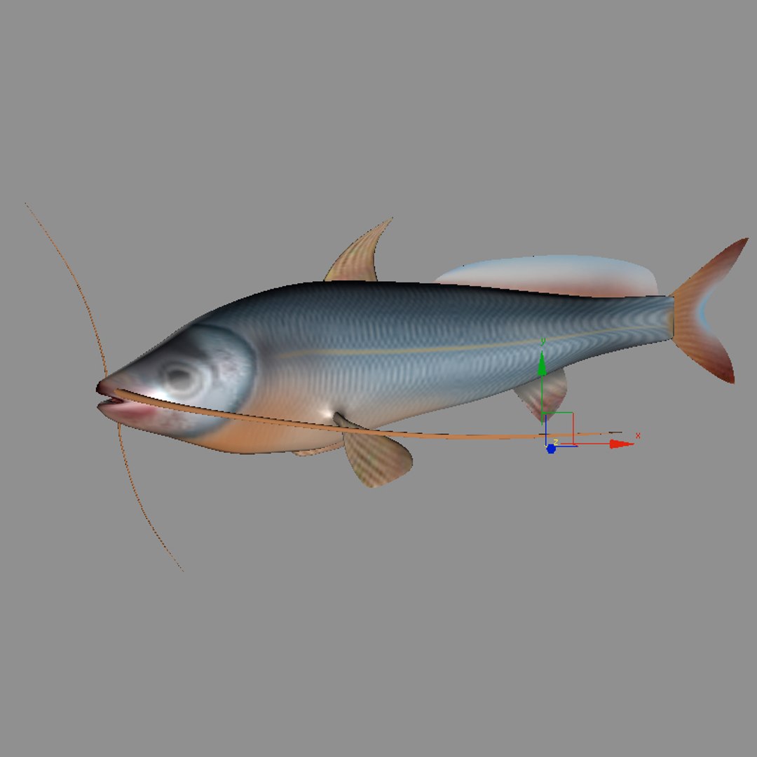 Catfish Gulsha 3D Model - TurboSquid 2046515