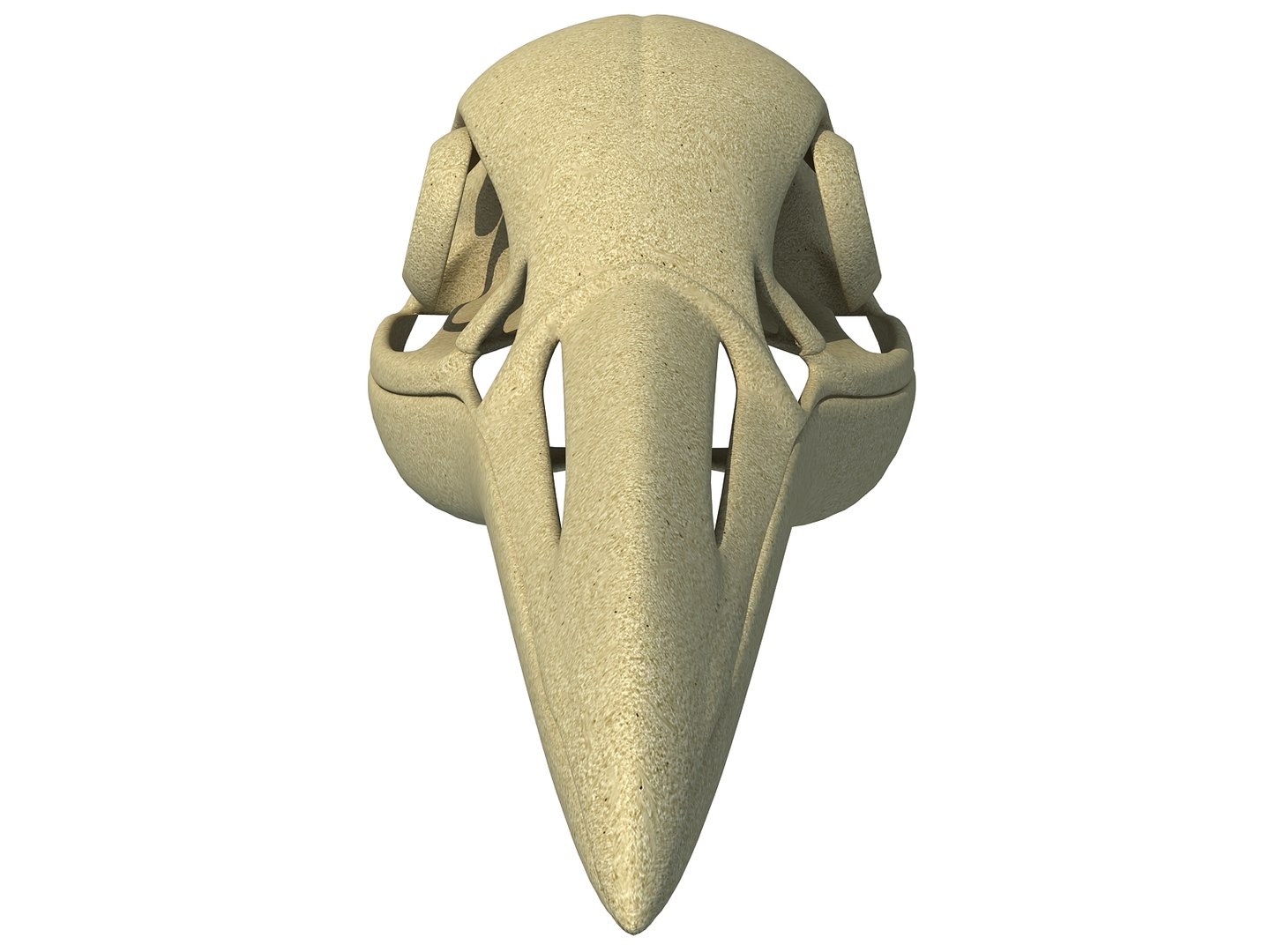 3D Model Penguin Skull Skeleton - TurboSquid 1170025
