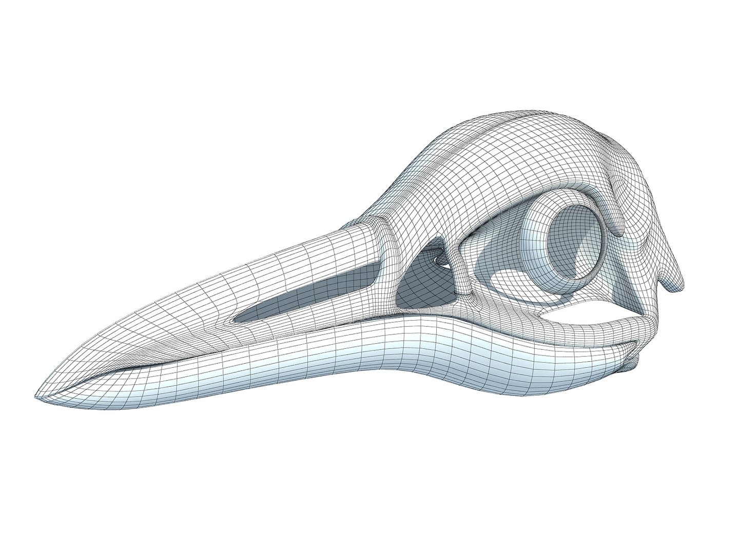 3D Model Penguin Skull Skeleton - TurboSquid 1170025