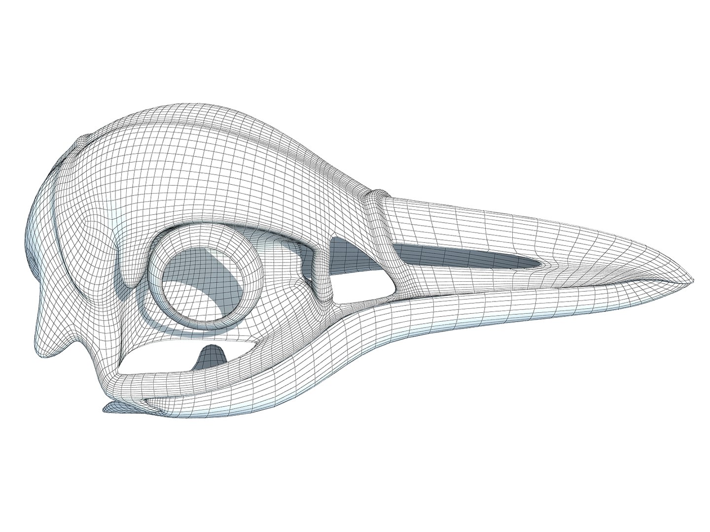 3D Model Penguin Skull Skeleton - TurboSquid 1170025