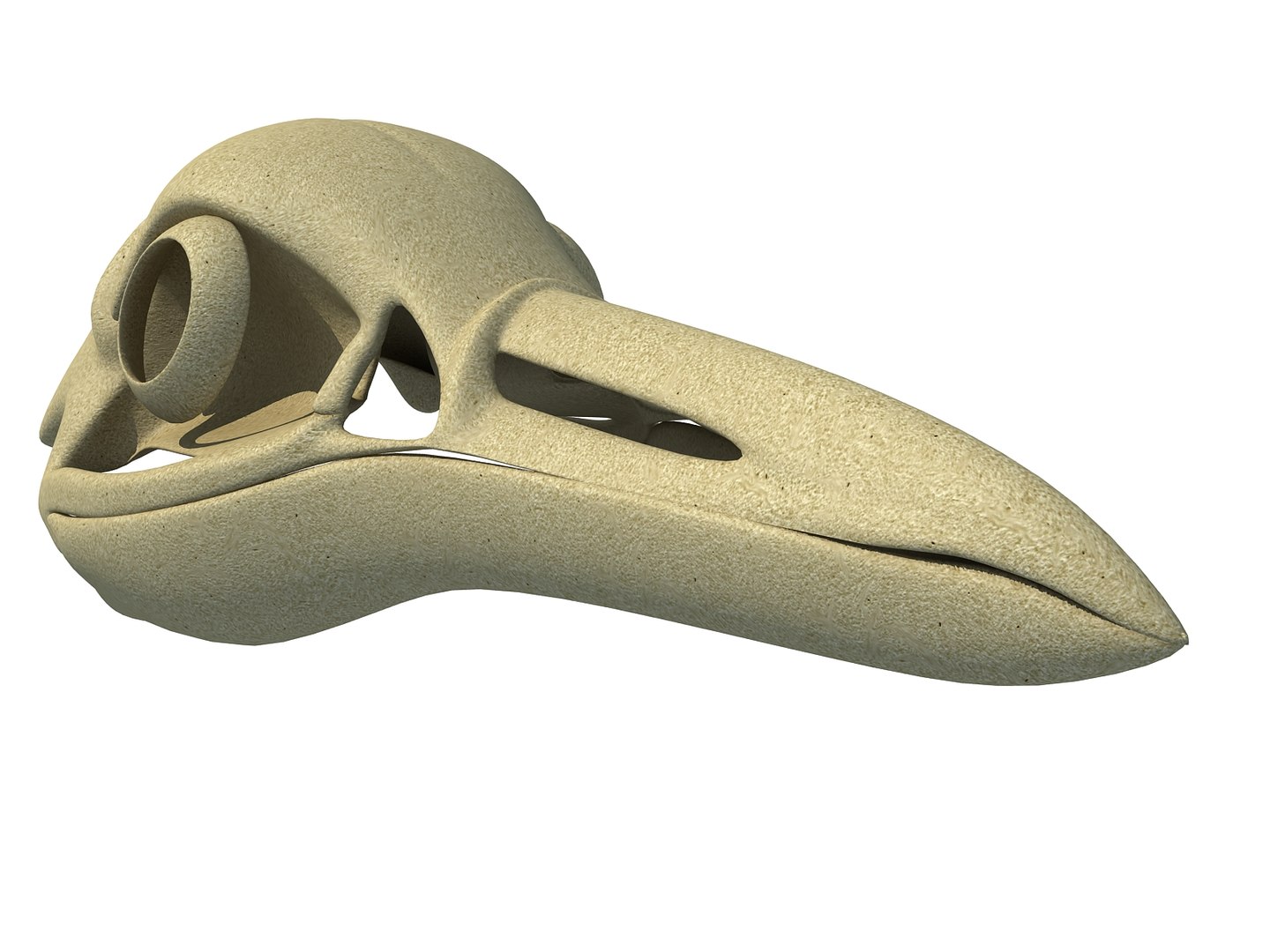 3D Model Penguin Skull Skeleton - TurboSquid 1170025