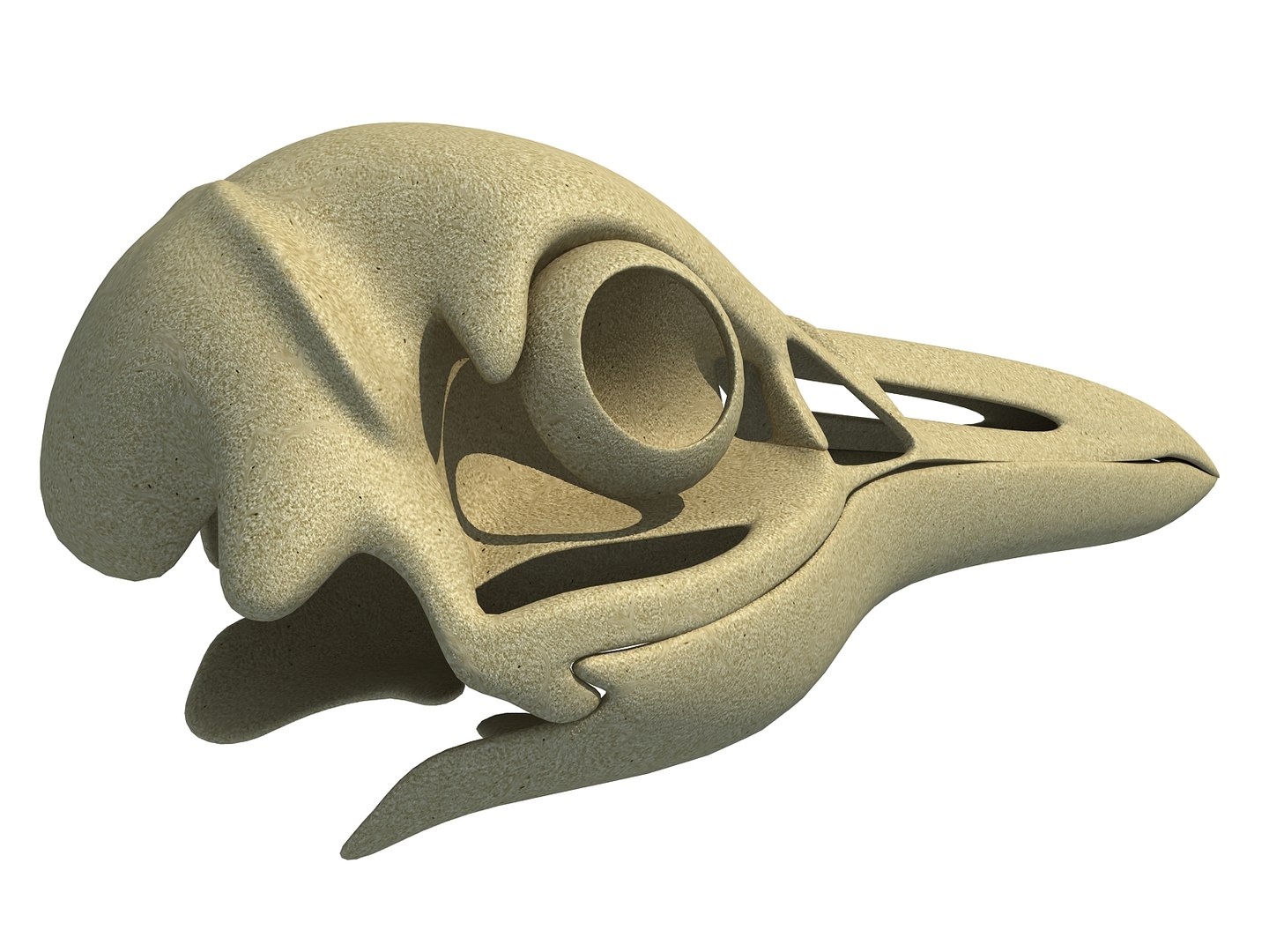 3D Model Penguin Skull Skeleton - TurboSquid 1170025