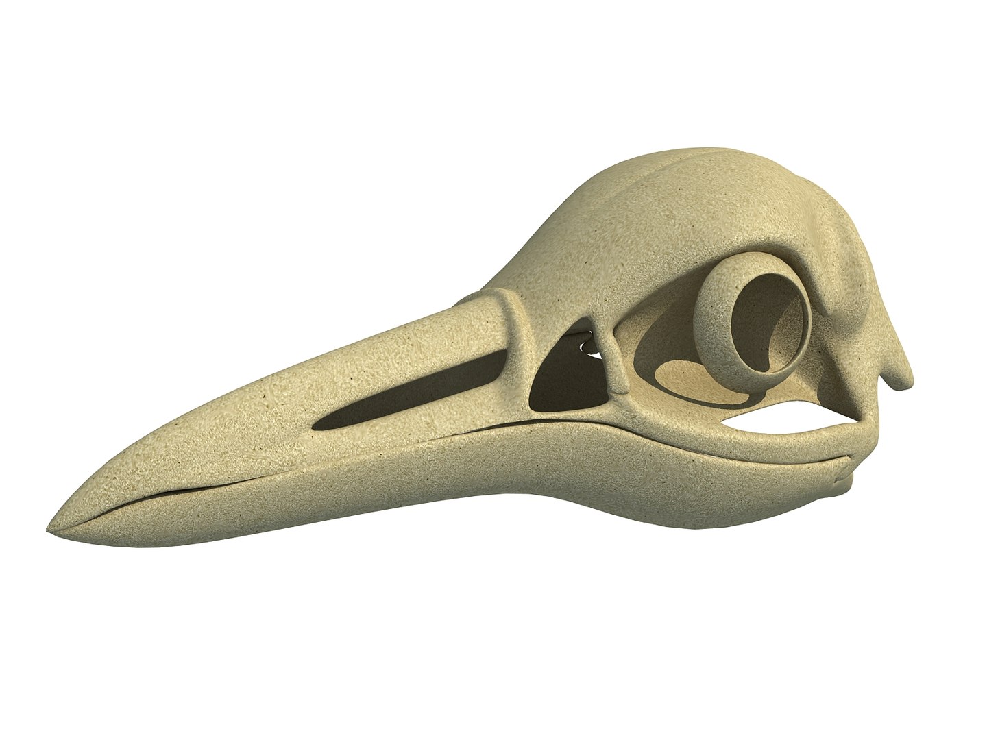 3D Model Penguin Skull Skeleton - TurboSquid 1170025