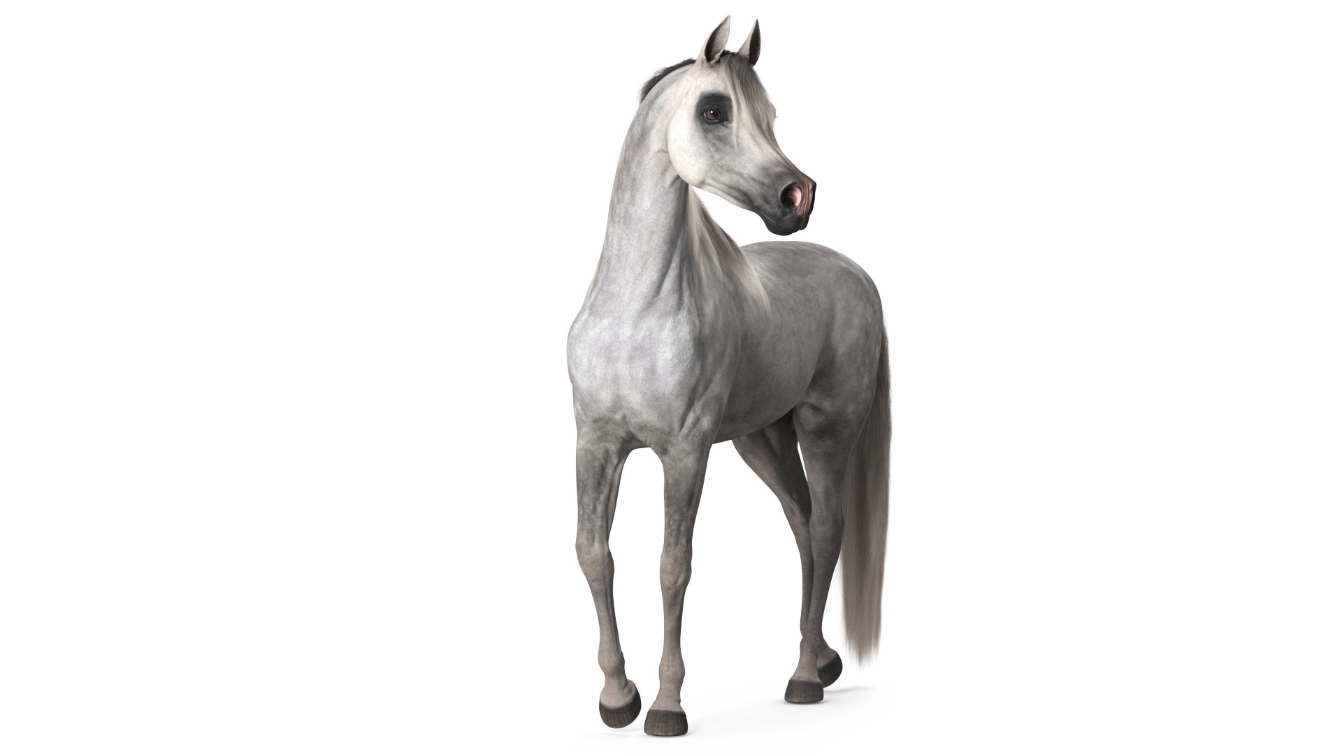 3D Arabian Horse Gray Dappled Fur Rigged - TurboSquid 2184017