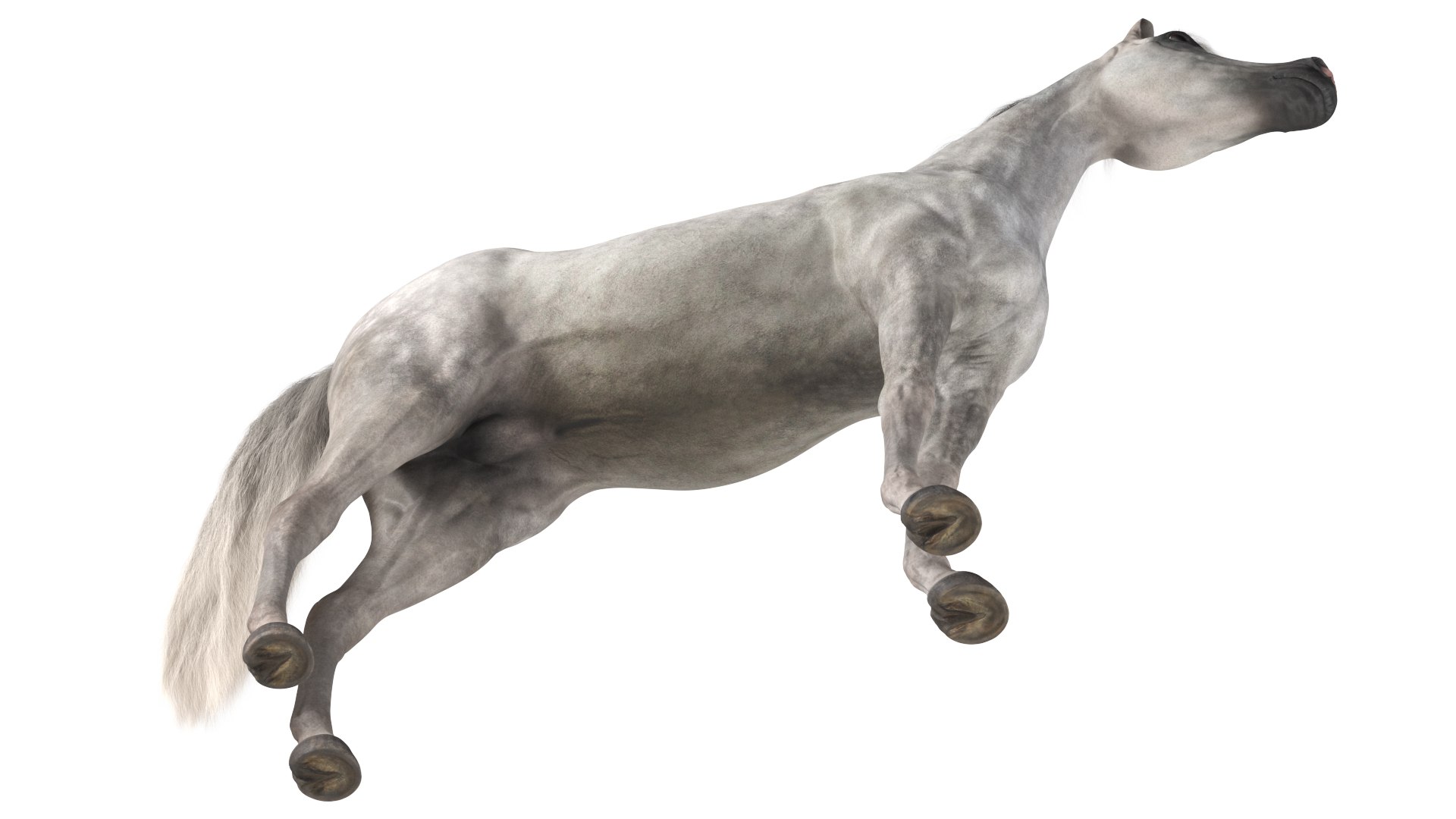 3D Arabian Horse Gray Dappled Fur Rigged - TurboSquid 2184017