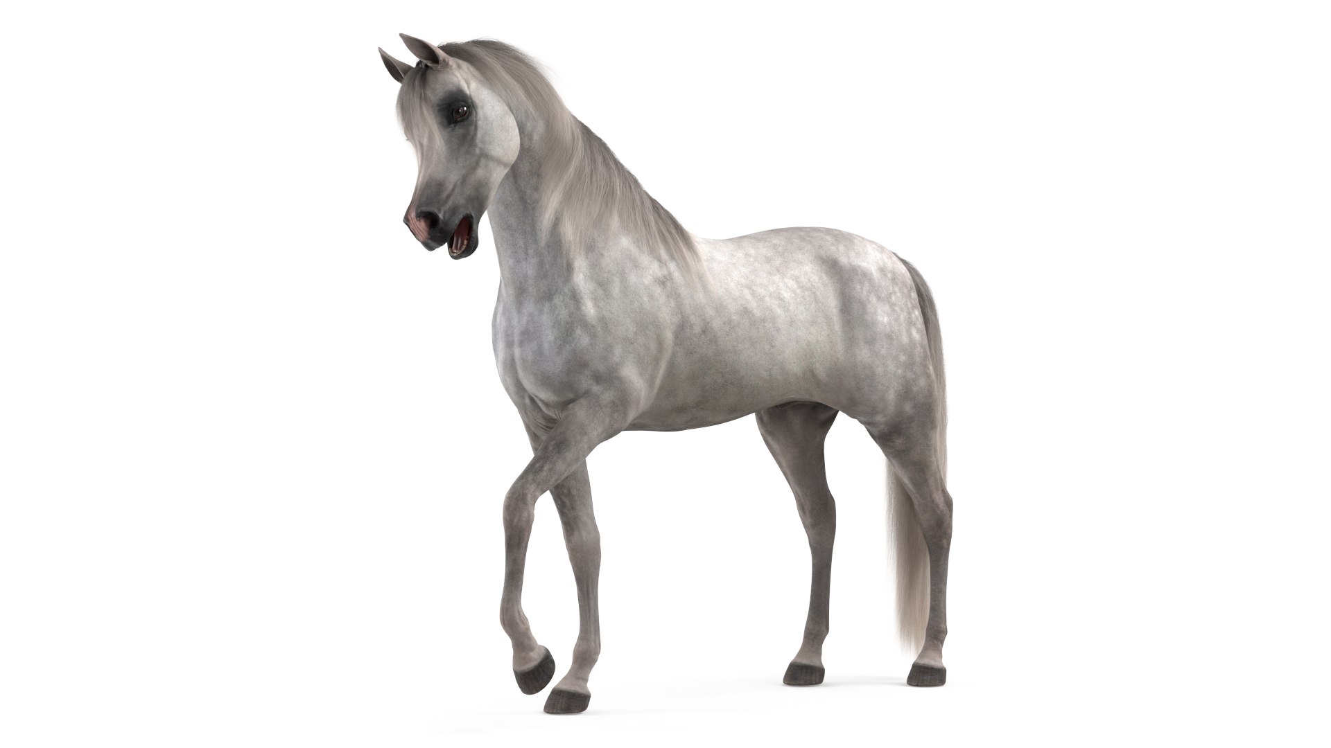 3D Arabian Horse Gray Dappled Fur Rigged - TurboSquid 2184017