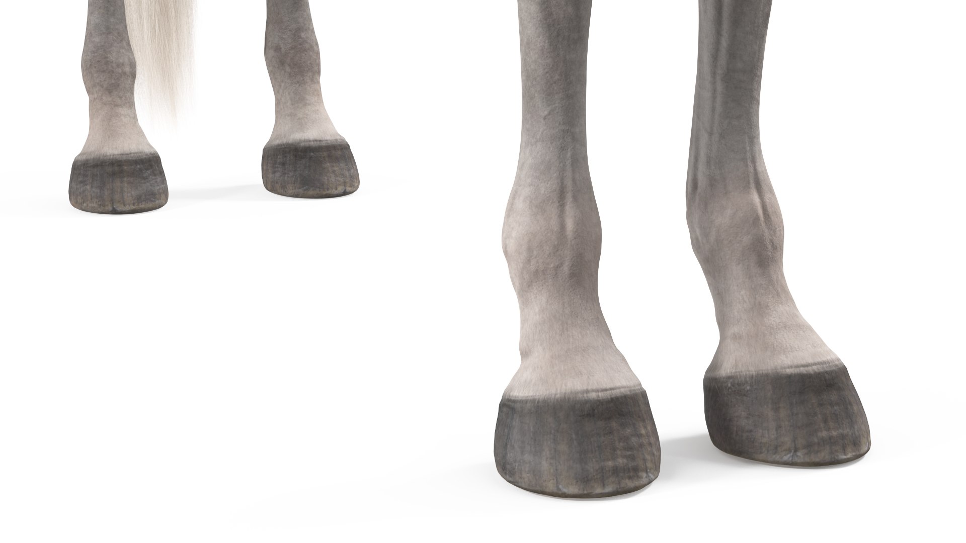 3D Arabian Horse Gray Dappled Fur Rigged - TurboSquid 2184017