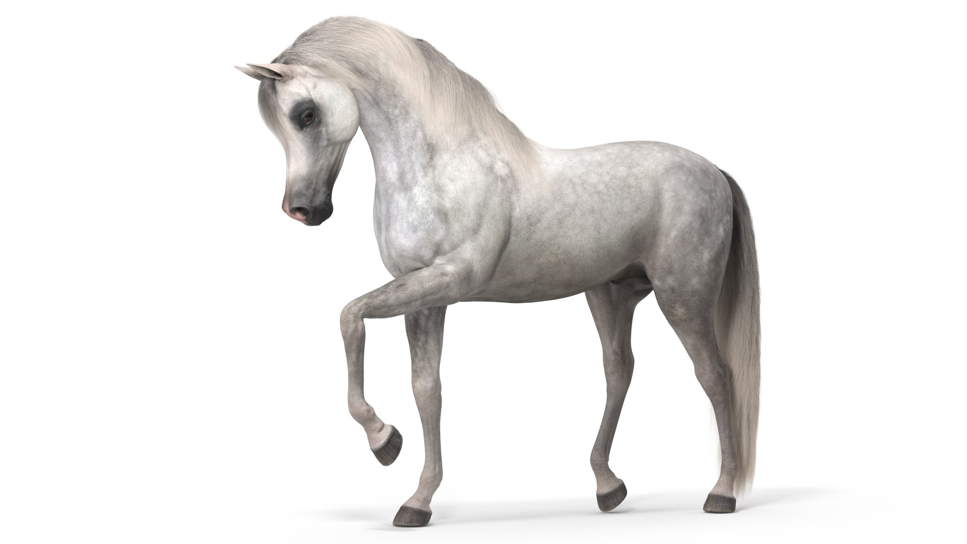 3D Arabian Horse Gray Dappled Fur Rigged - TurboSquid 2184017