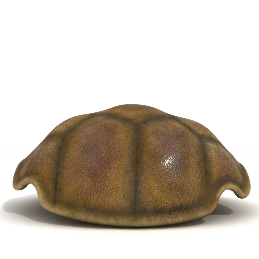 Turtle Shell 3d Model
