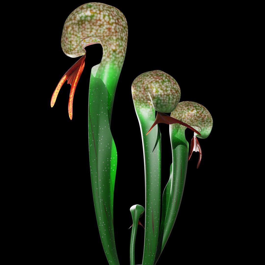 3D Darlingtonia Plant Model - TurboSquid 1651370