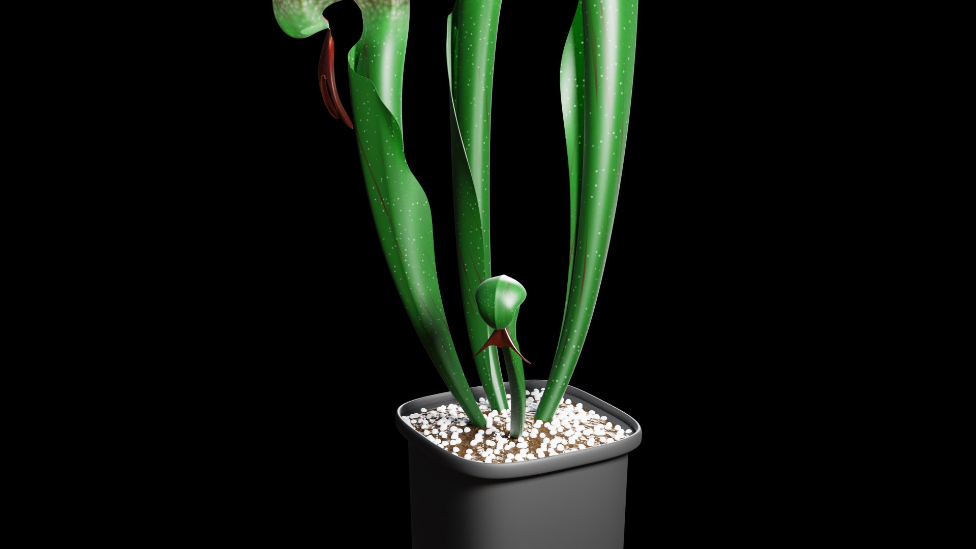3D Darlingtonia Plant Model - TurboSquid 1651370