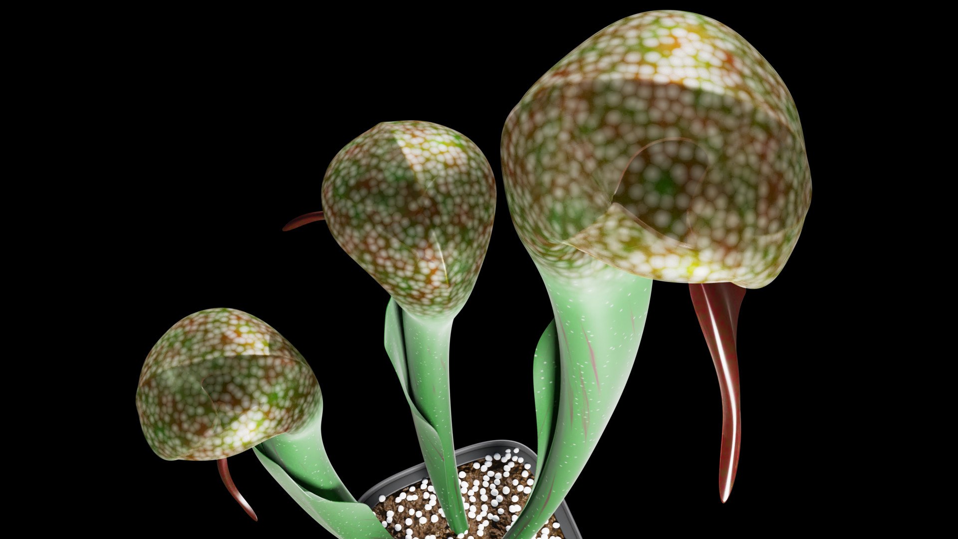 3D Darlingtonia Plant Model - TurboSquid 1651370