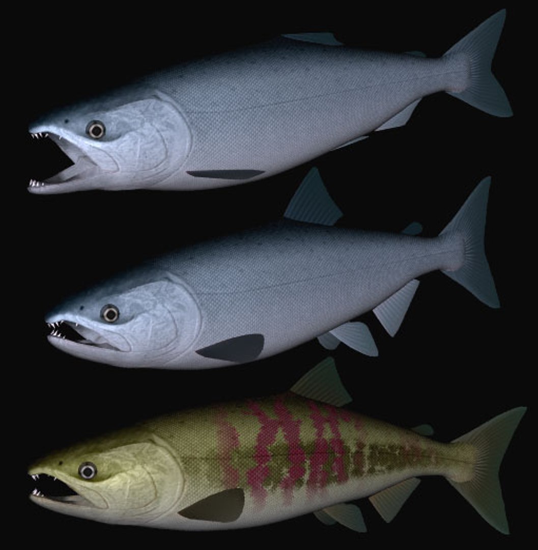 Swimming Sirozake 3d Model