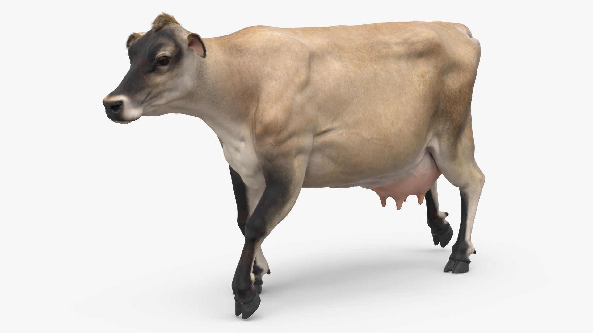 Mini Cow Goes Beige Fur 3D Model - TurboSquid 2310776