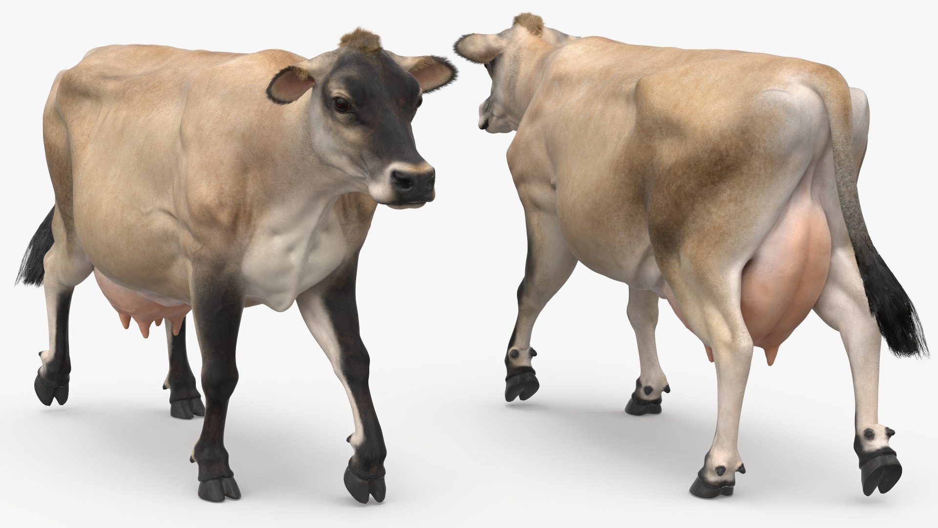 Mini Cow Goes Beige Fur 3D Model - TurboSquid 2310776