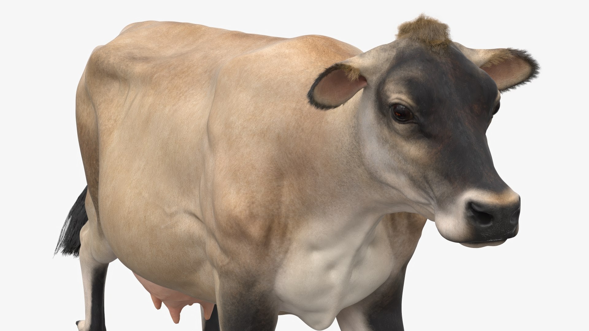 Mini Cow Goes Beige Fur 3D Model - TurboSquid 2310776