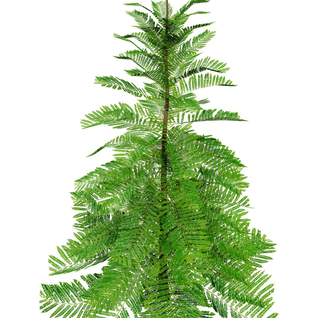 3D Norfolk Island Pine Moroccan Tree Pack - TurboSquid 2474598