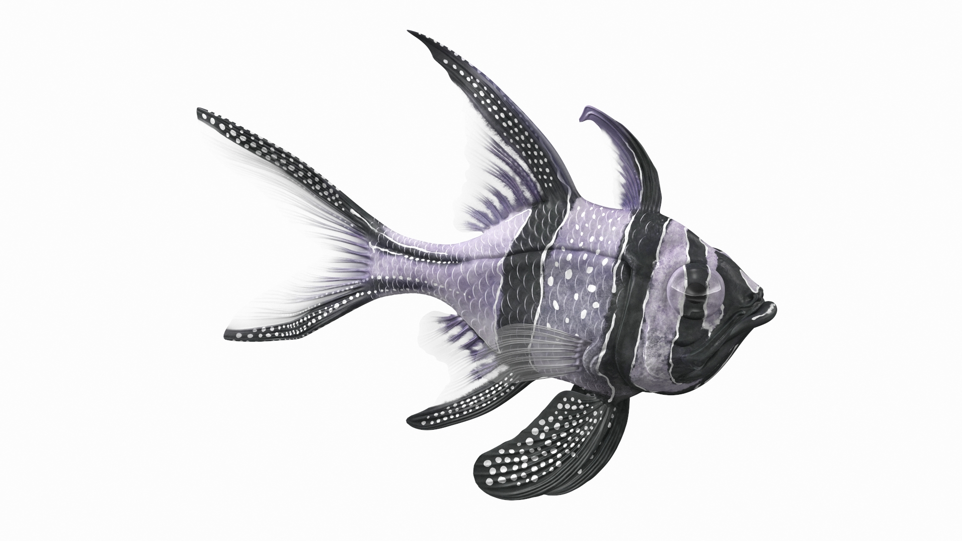 Longfin Cardinalfish Swimming Pose 3D Model - TurboSquid 1699038