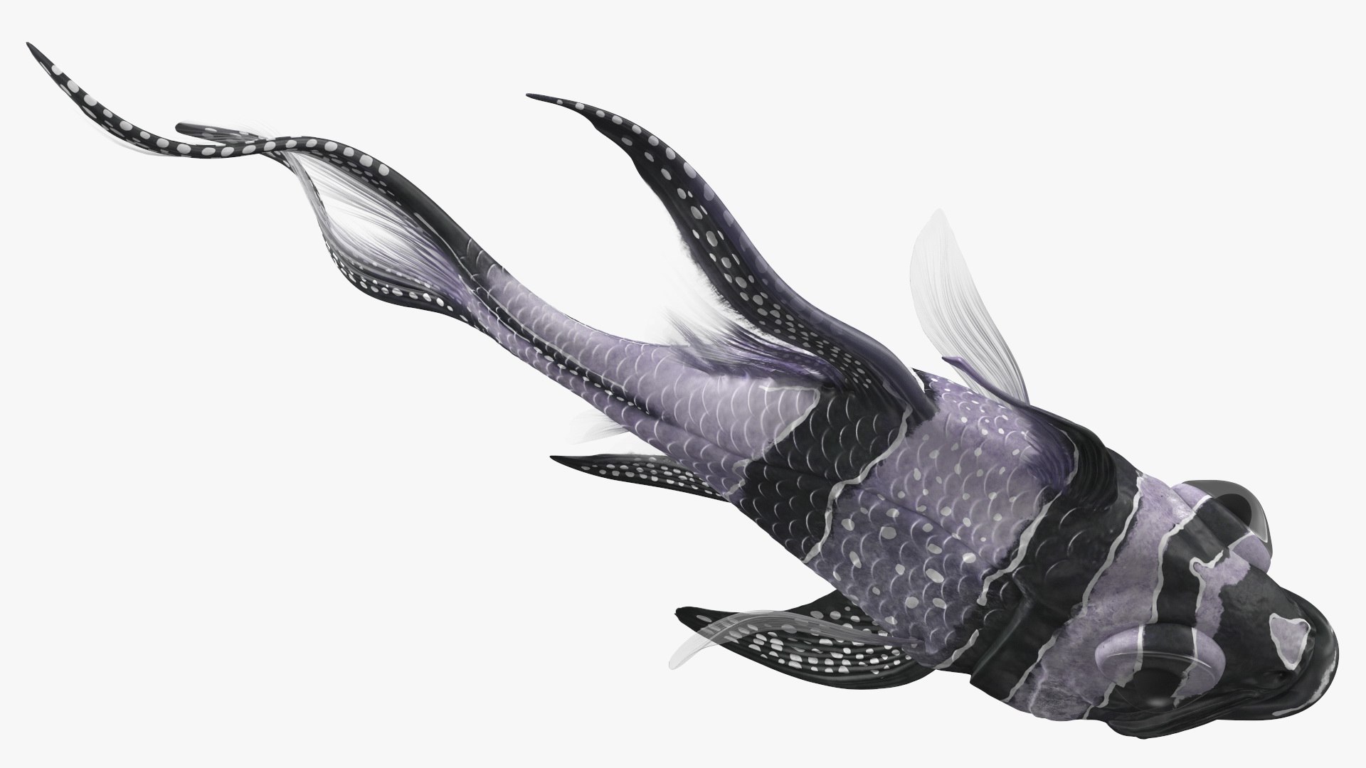 Longfin Cardinalfish Swimming Pose 3D Model - TurboSquid 1699038