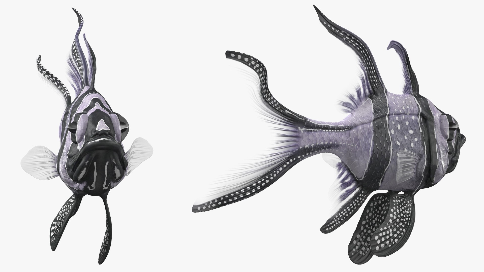 Longfin Cardinalfish Swimming Pose 3D Model - TurboSquid 1699038