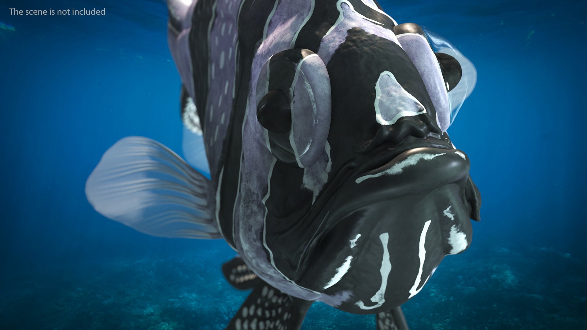 Longfin Cardinalfish Swimming Pose 3D Model - TurboSquid 1699038