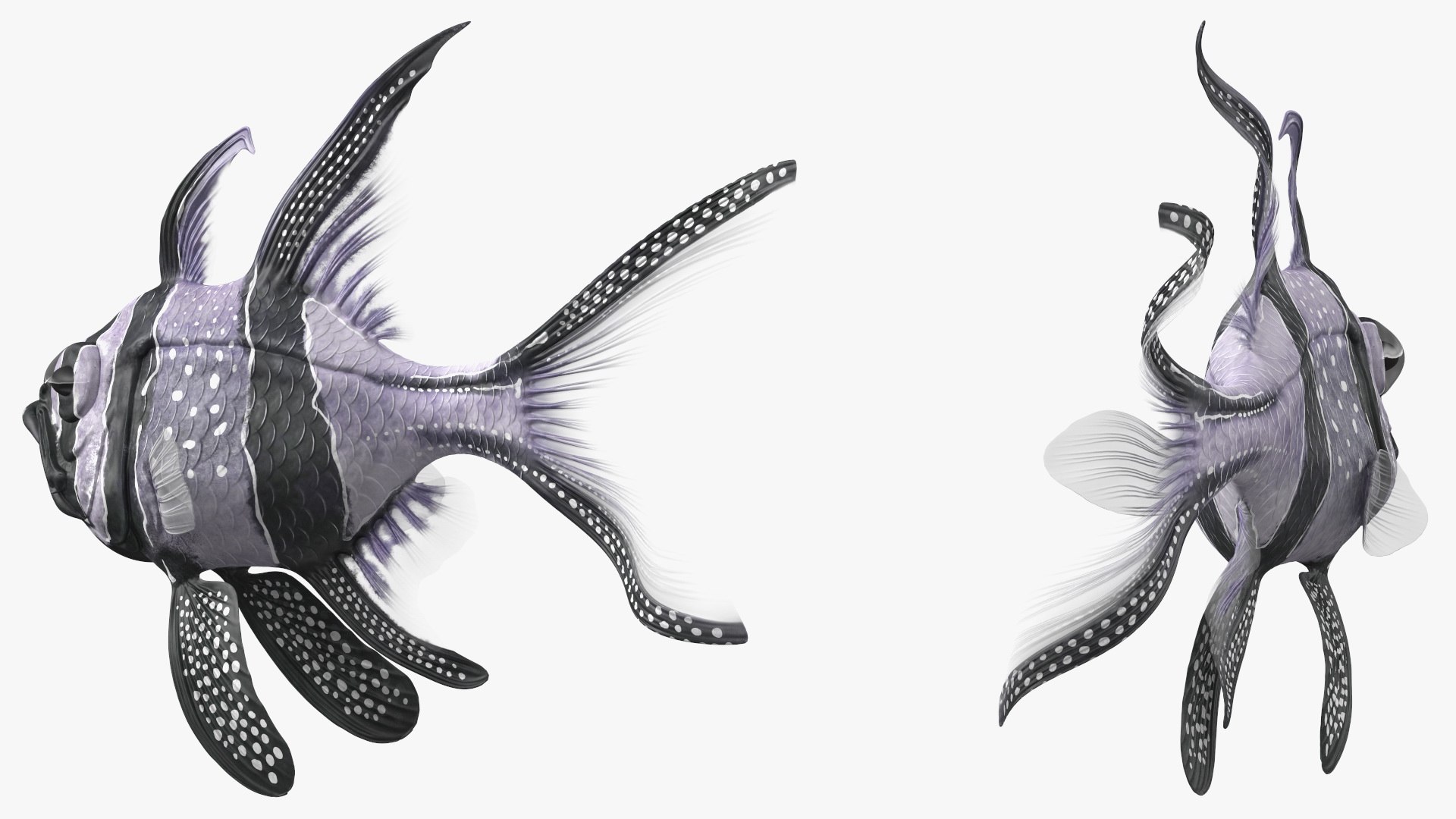 Longfin Cardinalfish Swimming Pose 3D Model - TurboSquid 1699038