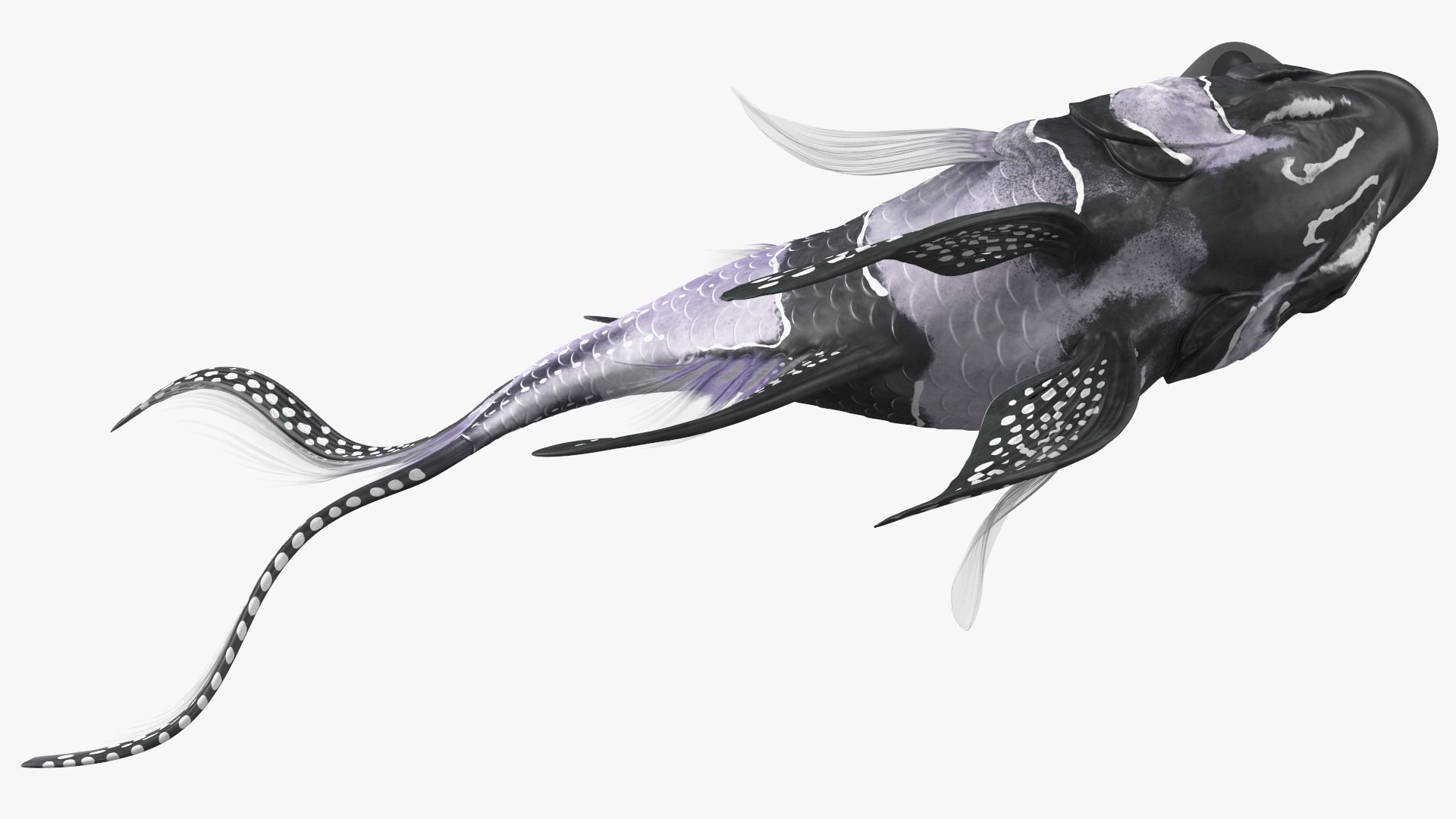 Longfin Cardinalfish Swimming Pose 3D Model - TurboSquid 1699038