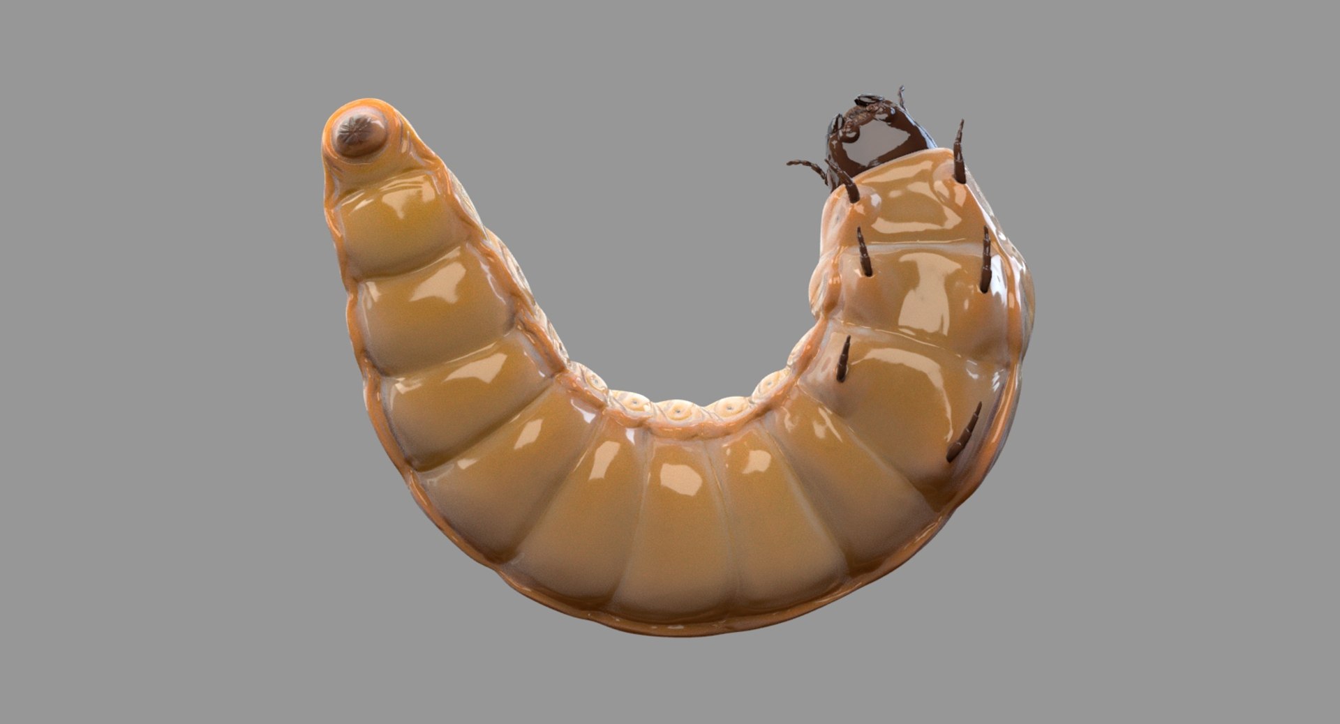 3D Realistic Maggot Pose - TurboSquid 1424571