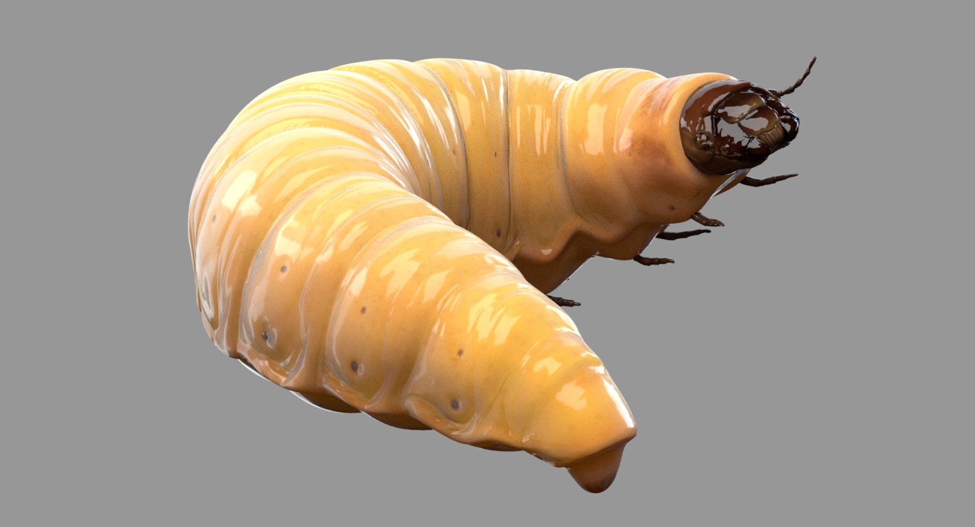 3D Realistic Maggot Pose - TurboSquid 1424571