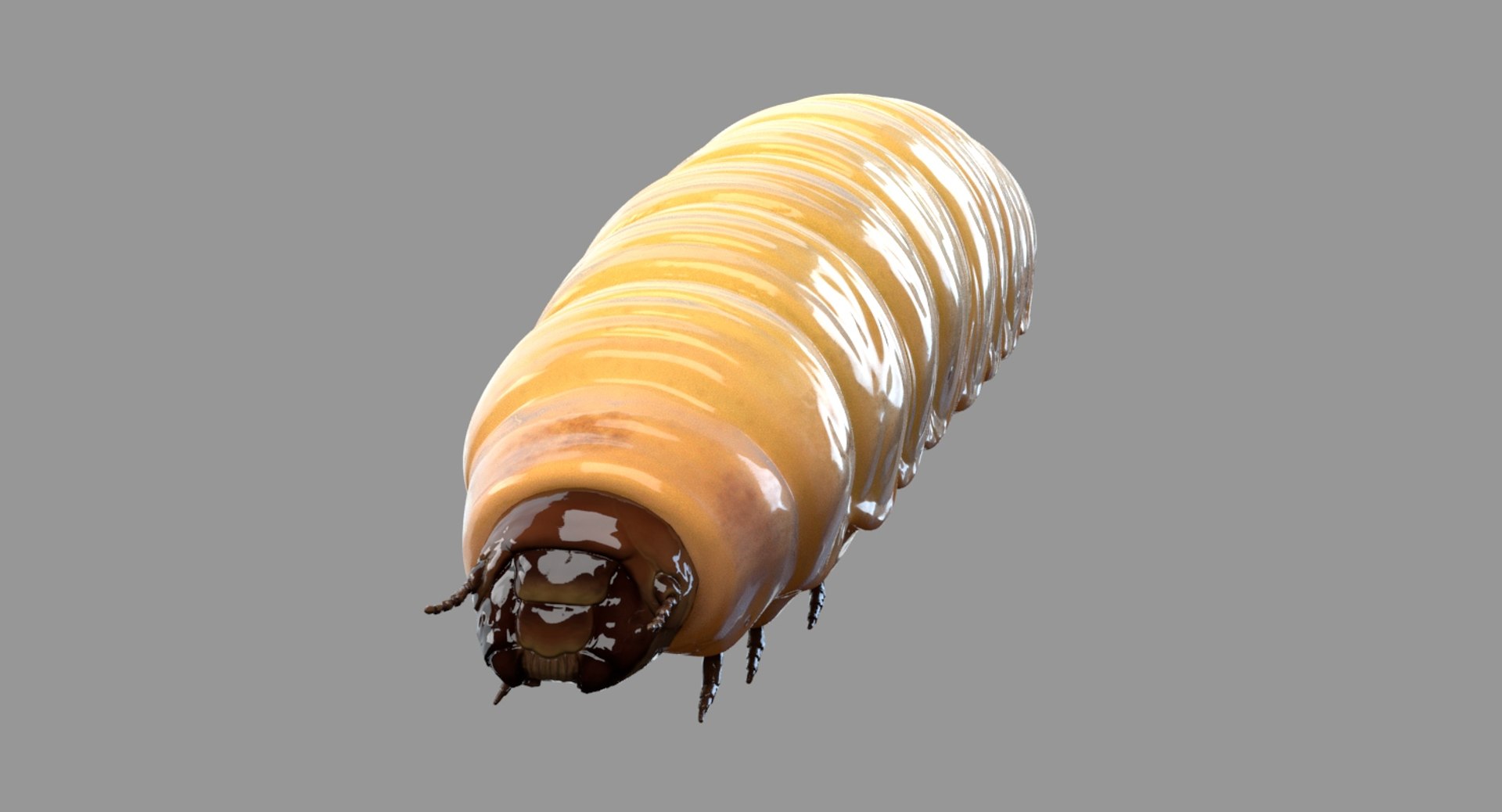 3D realistic maggot pose - TurboSquid 1424571