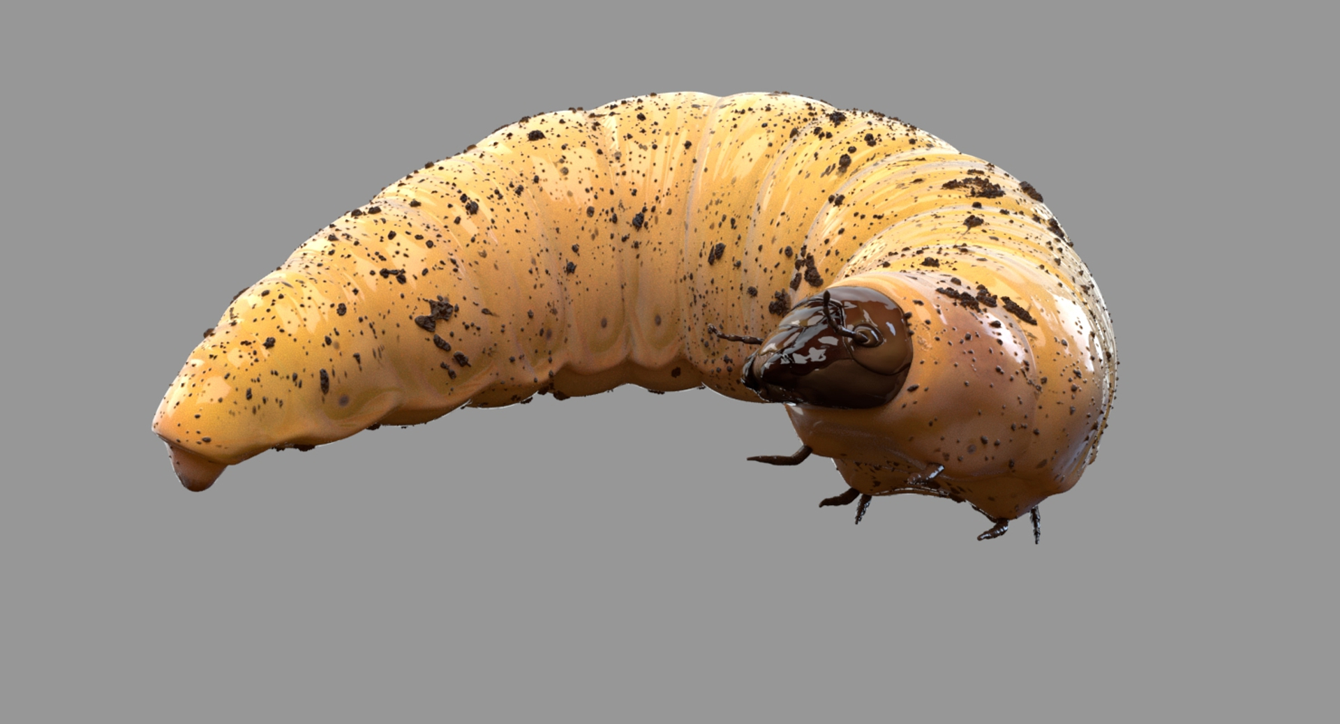 3D Realistic Maggot Pose - TurboSquid 1424571