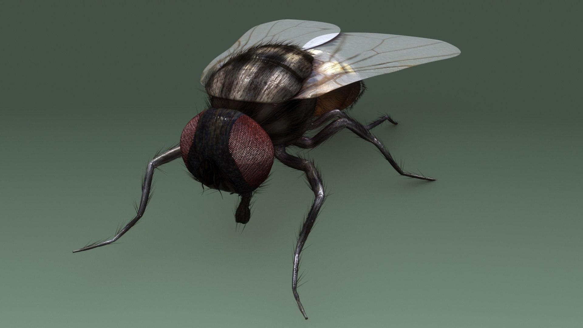 Obj Housefly Fly