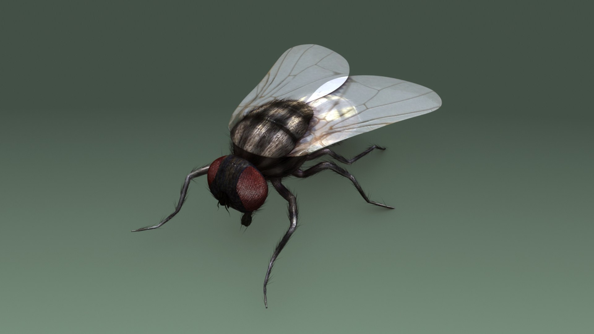 Obj Housefly Fly