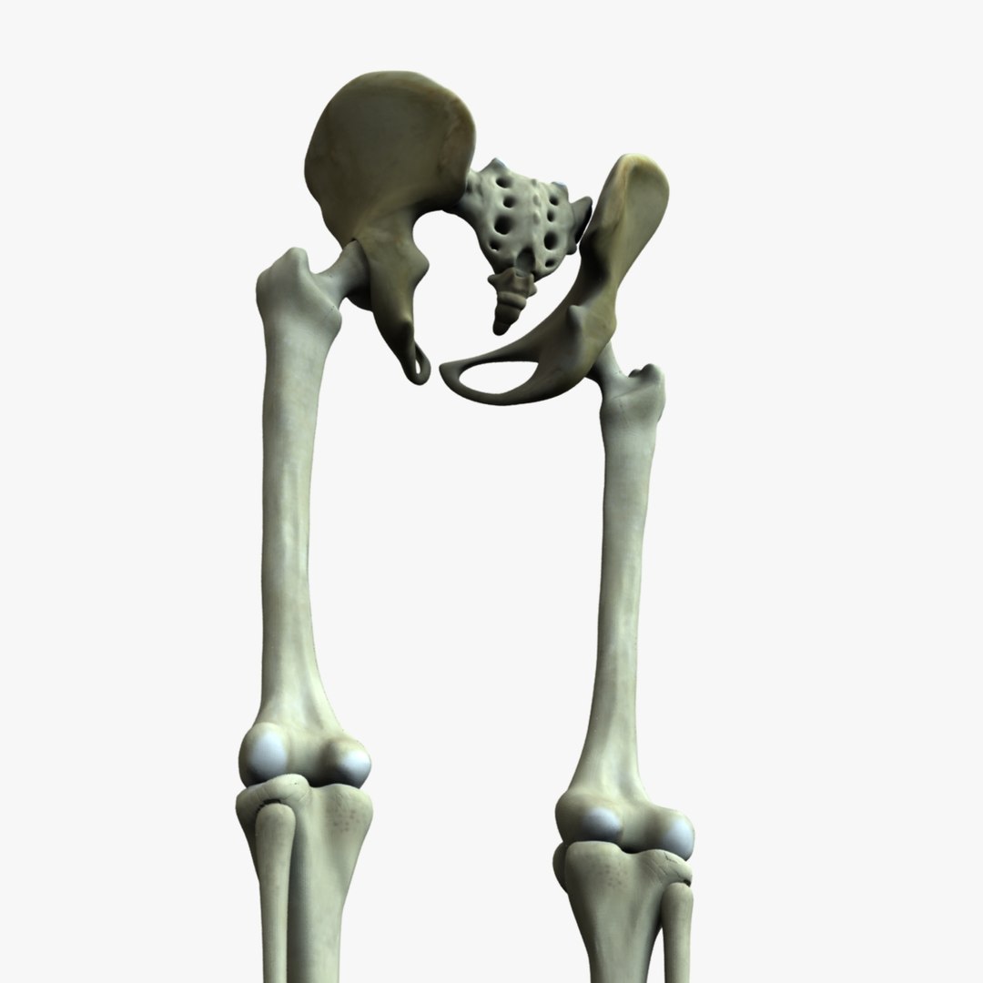 Ma Skeleton Legs Pelvis