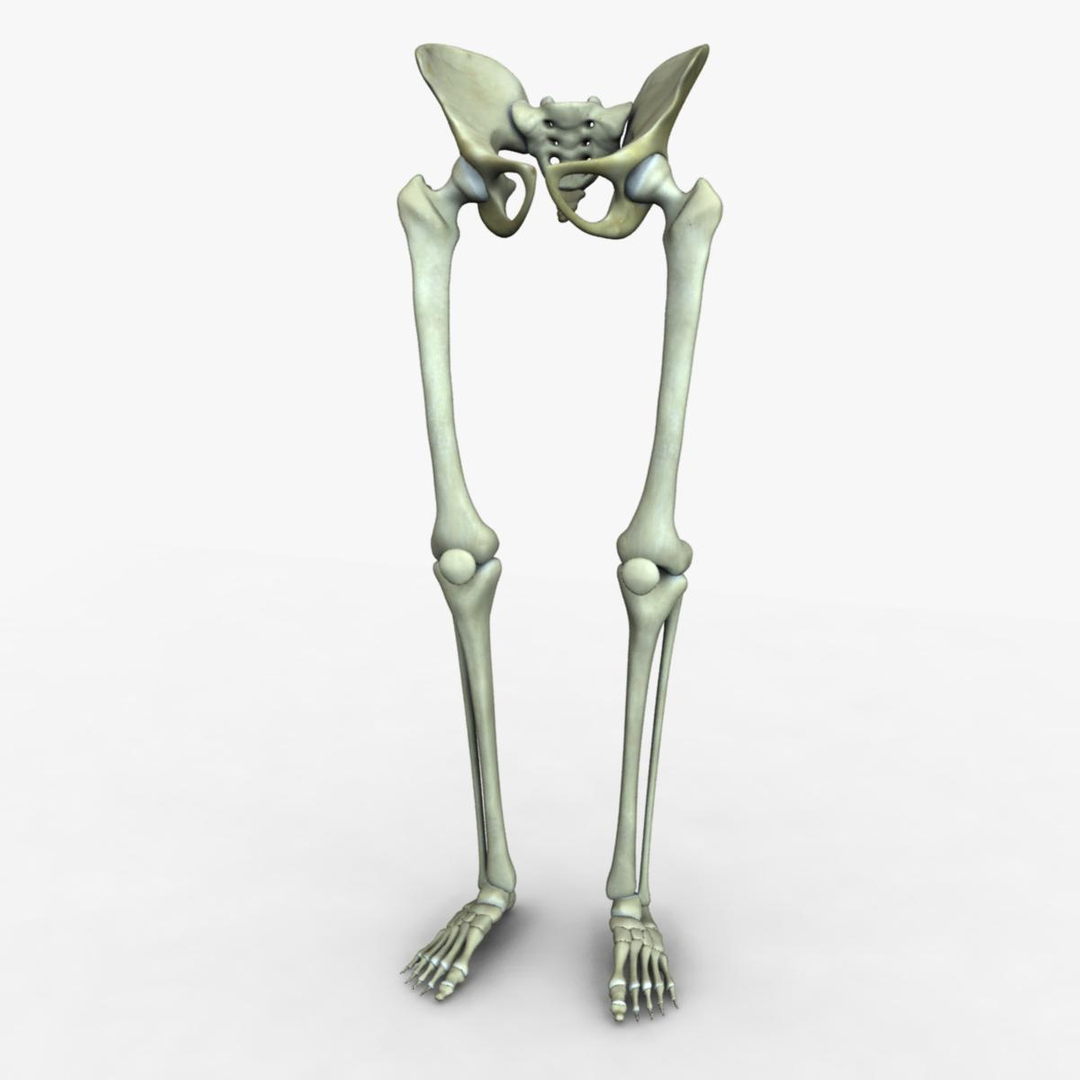 Ma Skeleton Legs Pelvis