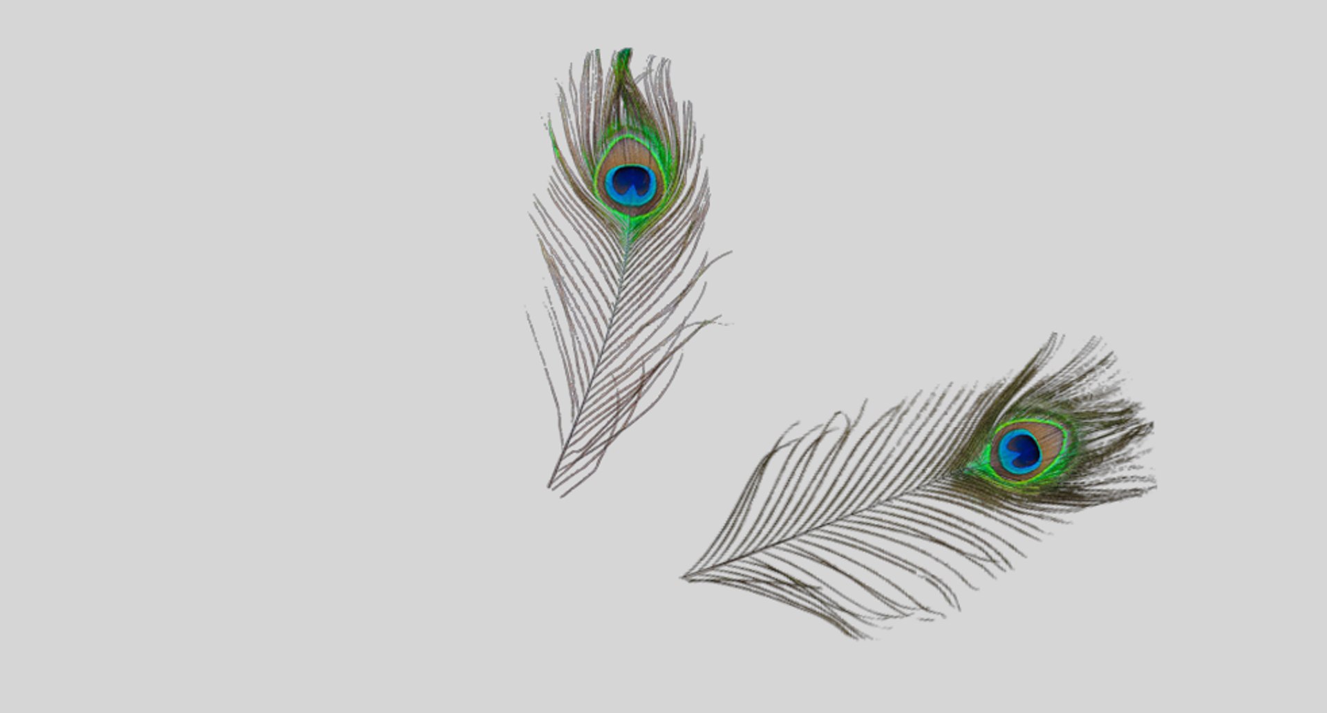 3D Model Feather - TurboSquid 1298668