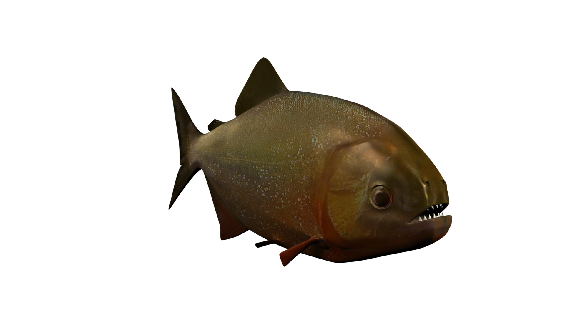 Piranha fish 3D model - TurboSquid 1285848