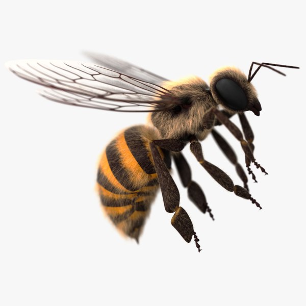 bumblebee bumble bee 3d model