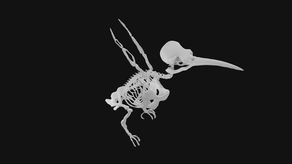 modelo 3d Esqueleto de colibrí - TurboSquid 1991840
