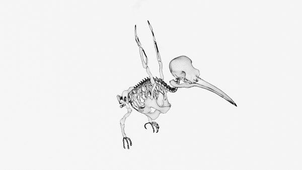 modelo 3d Esqueleto de colibrí - TurboSquid 1991840
