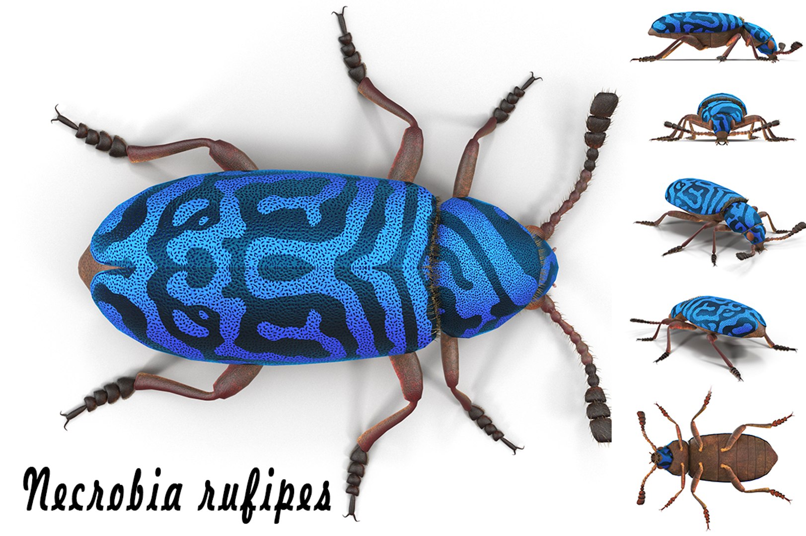 Necrobia Rufipes Beetle 3d Model