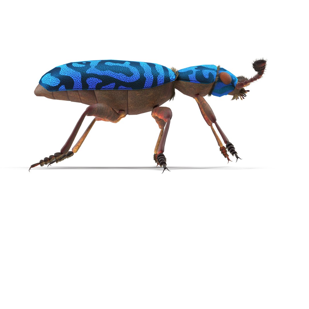 Necrobia Rufipes Beetle 3d Model